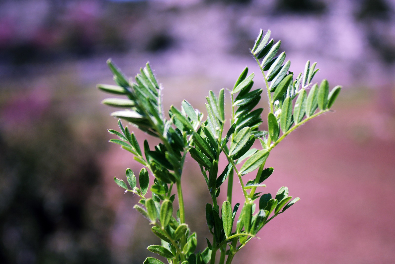 5a_oreini_lefkada_fakoxorafa