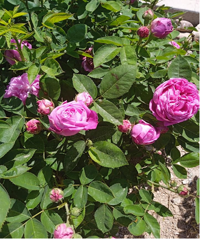 4_glyko_triantafyllo