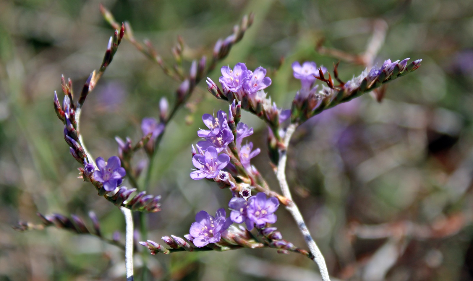 1_Limonium