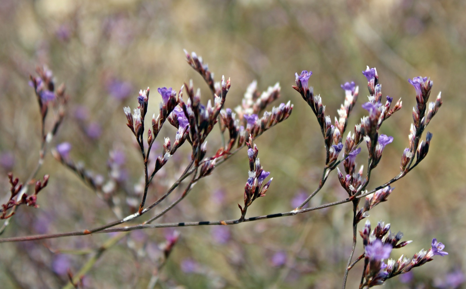 2_Limonium