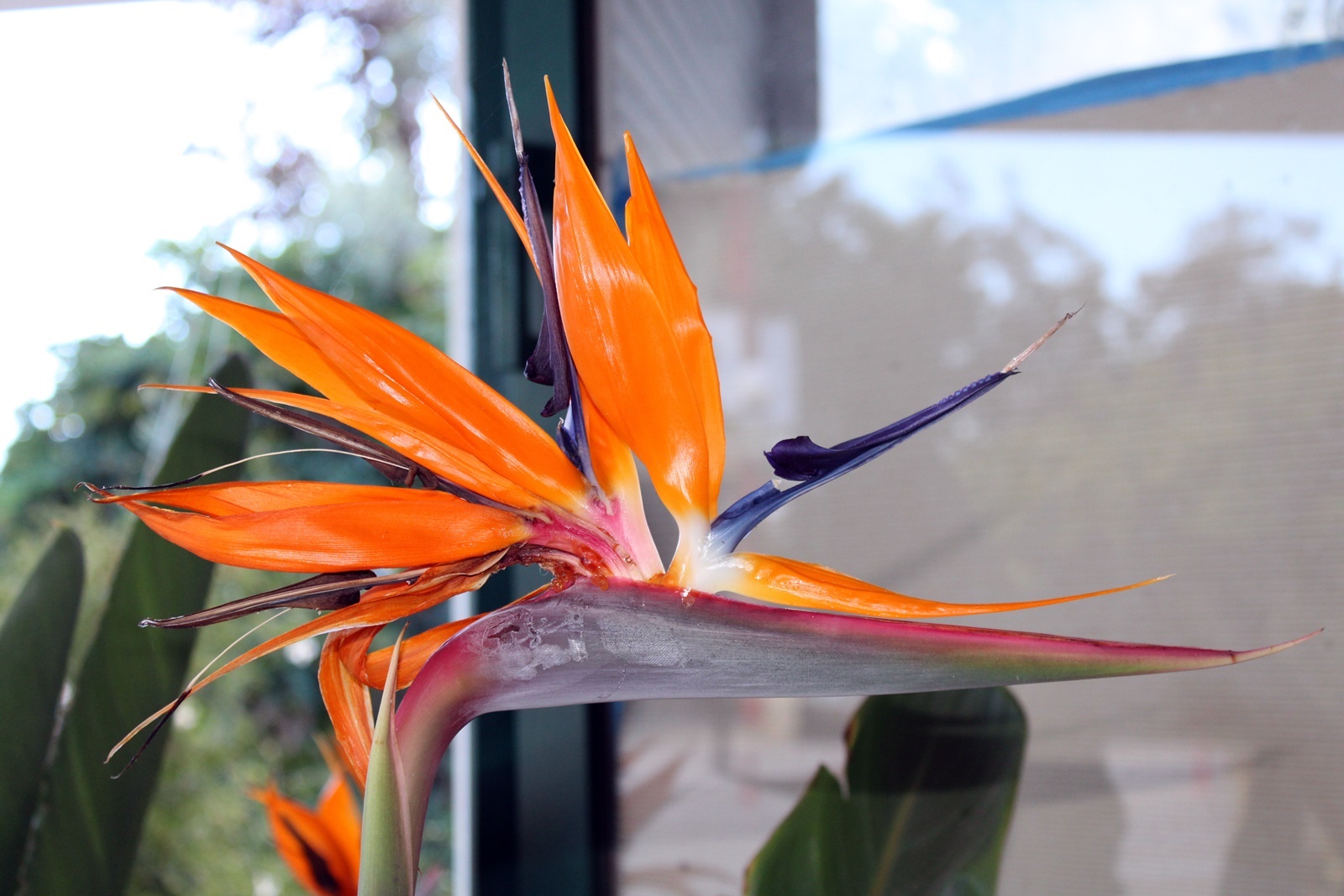 1_Strelitzia