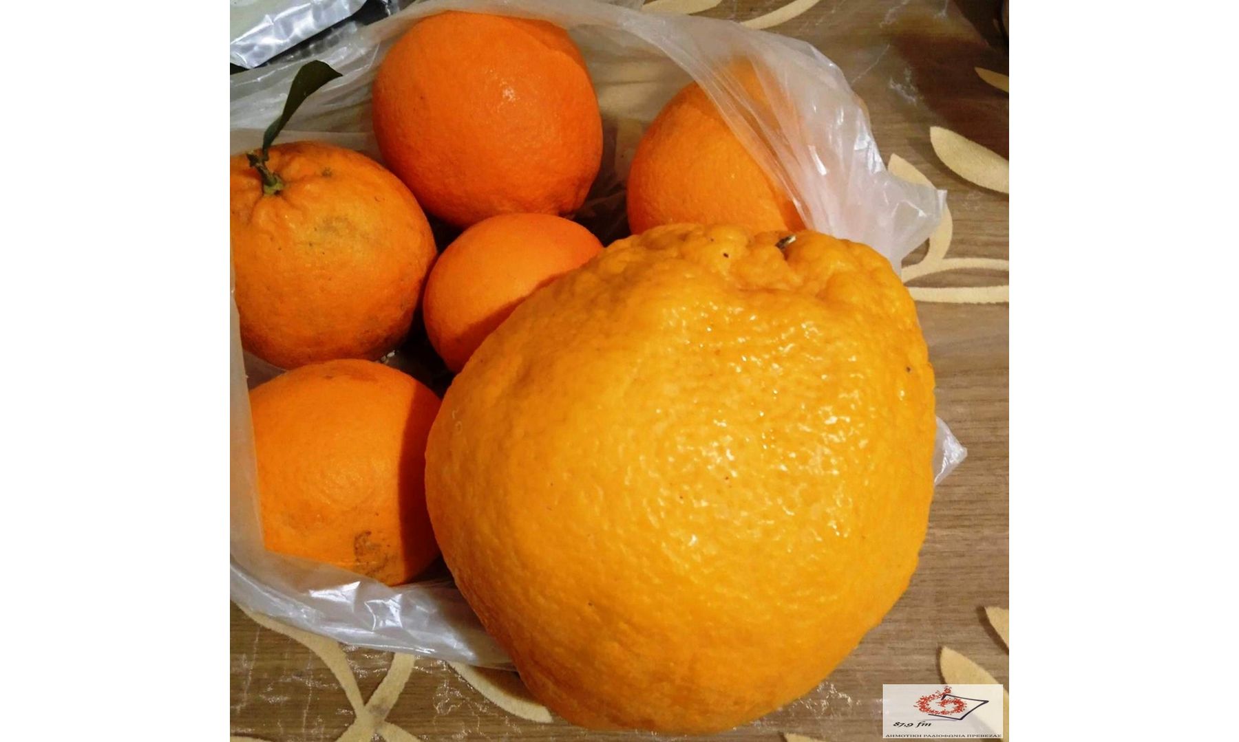 portokali_gigas